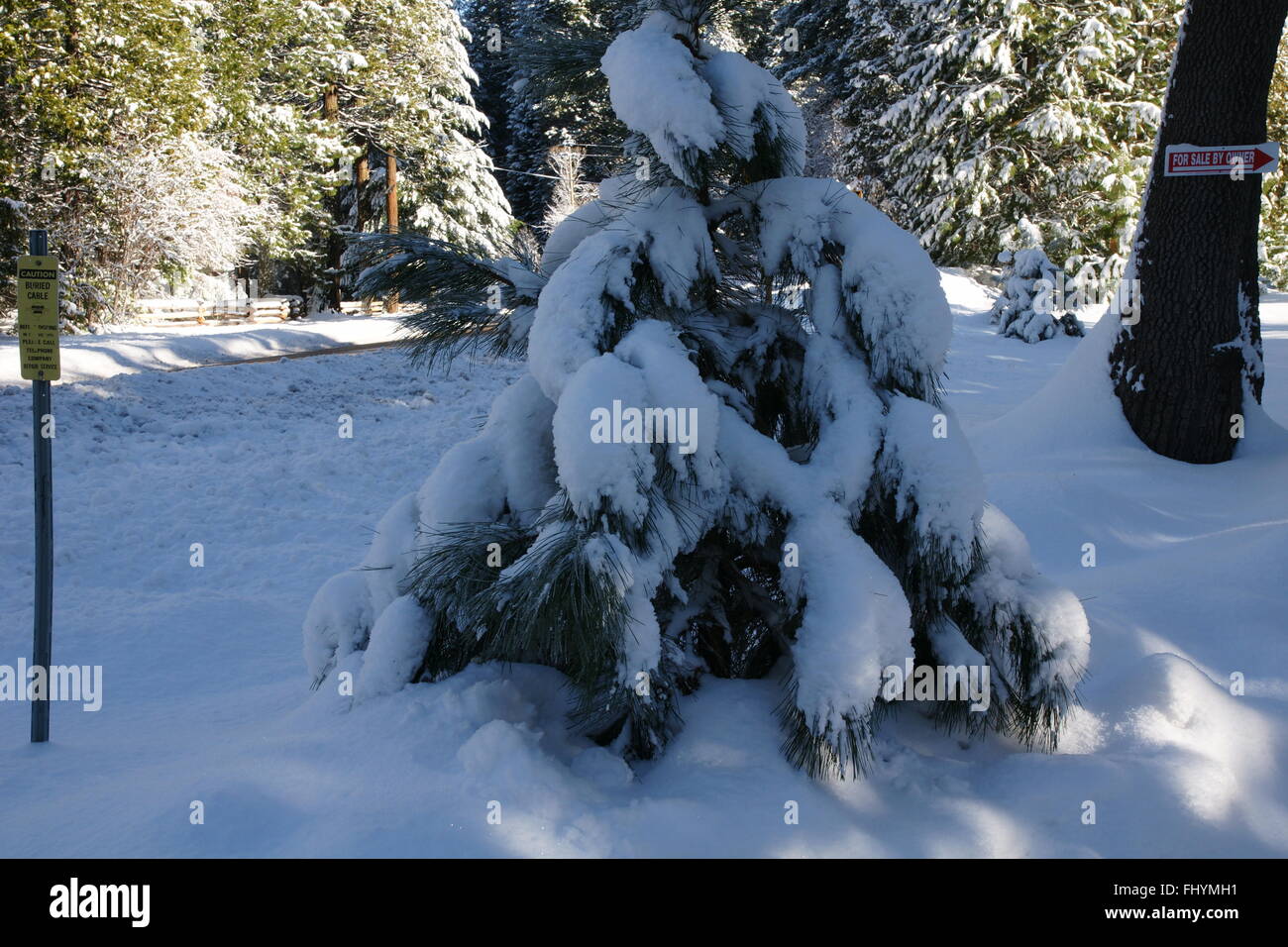 Conifer trees hi-res stock photography and images - Alamy