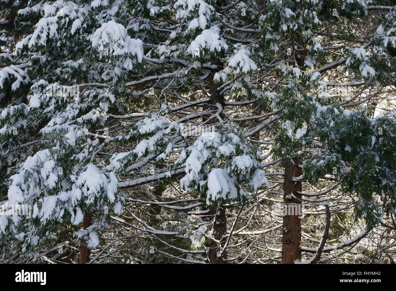 Conifer trees hi-res stock photography and images - Alamy