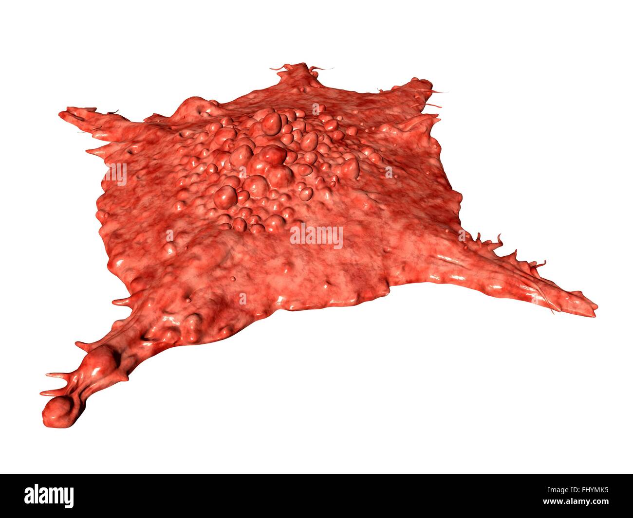Cancer cell Computer illustration of a typical cancer cell, showing the ...