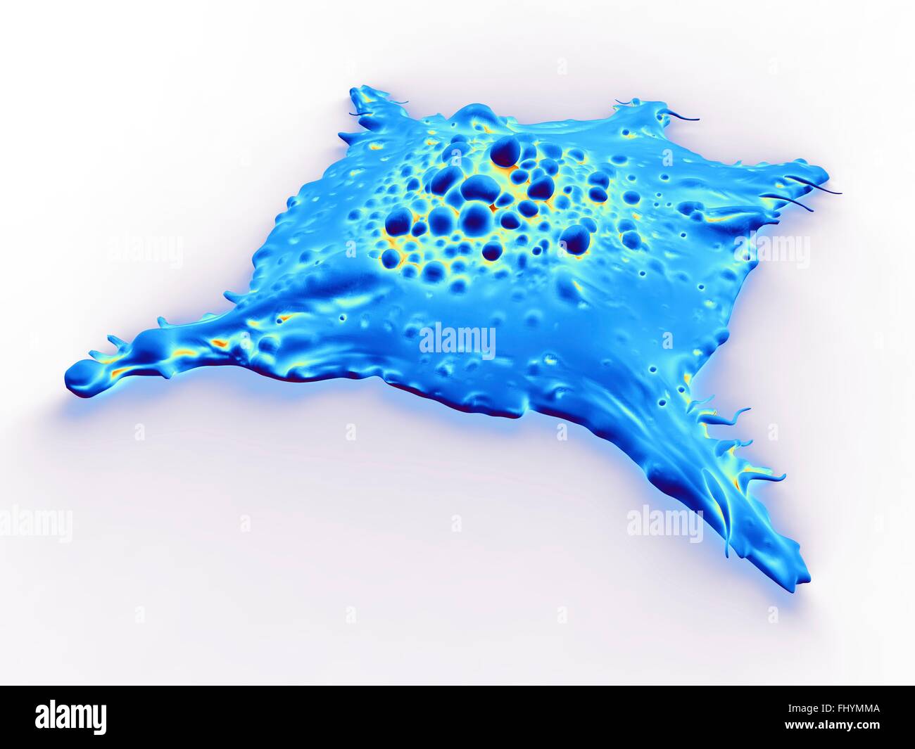 Cancer cell monoclonal antibodies hi-res stock photography and images ...