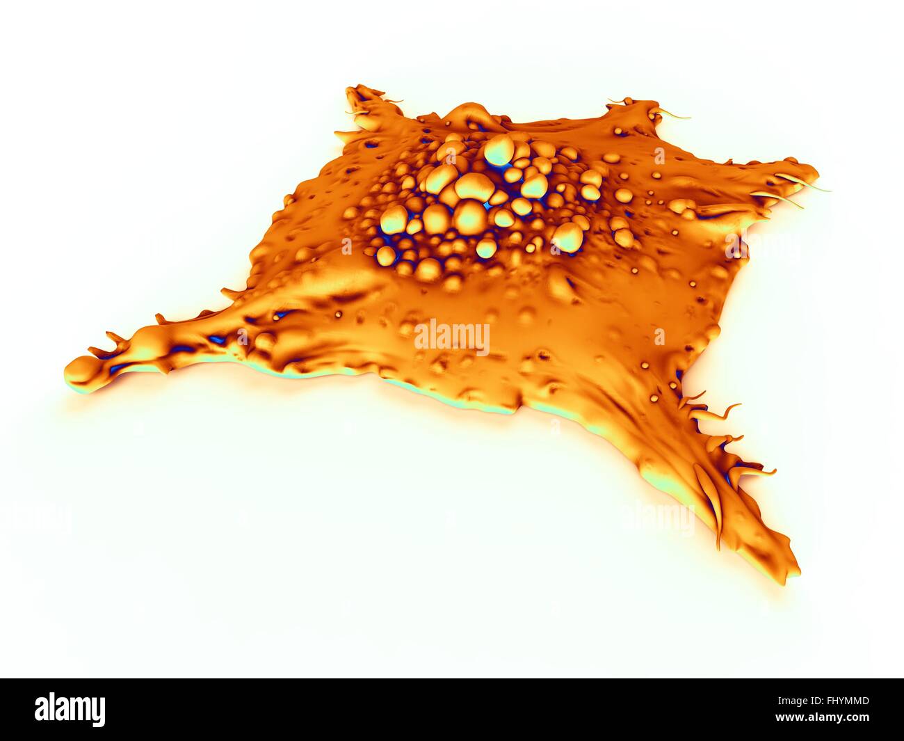 Cancer cell Computer illustration of a typical cancer cell, showing the ...