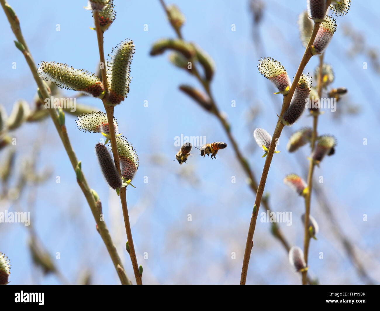 Two bees are flying in the trees Stock Photo - Alamy