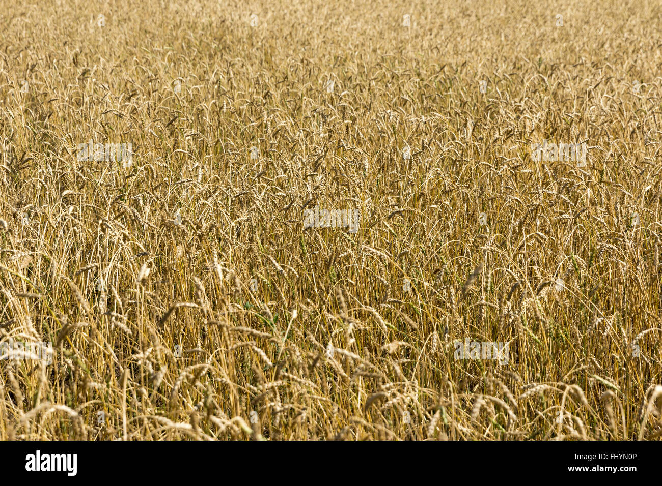 Yellow grain ready for harvest growing in a farm field Stock Photo - Alamy