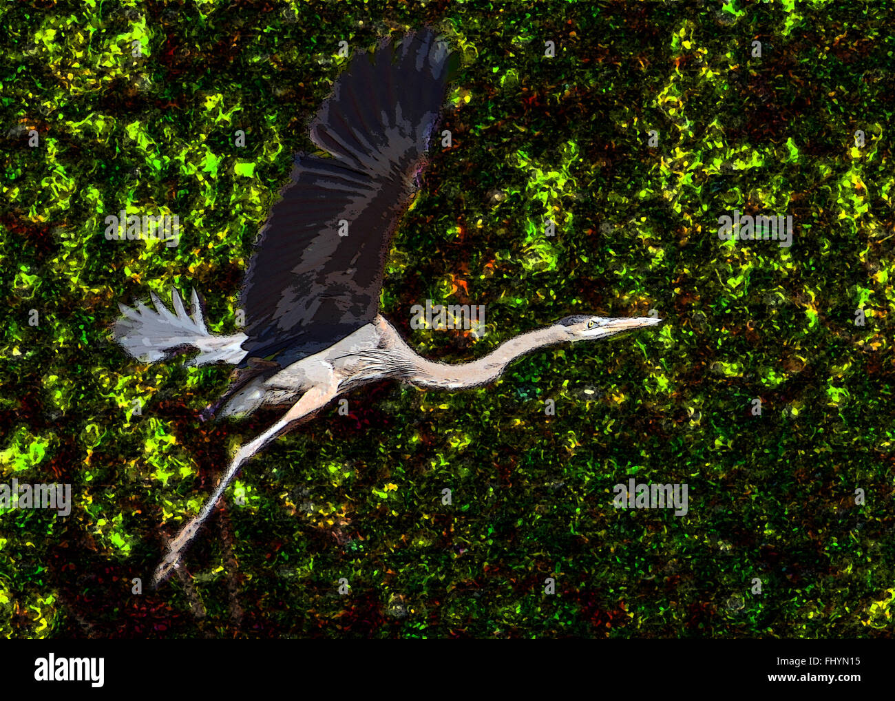 Great Blue Heron Flying Art Stock Photo - Alamy