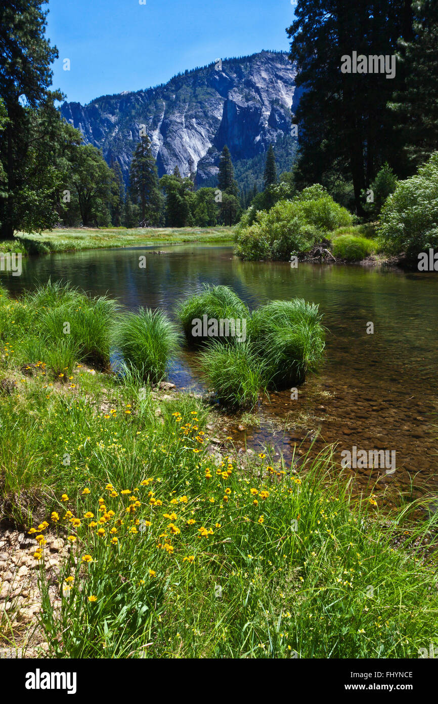 NATIVE GRASSES flourish in the MERCED RIVER meandering through YOSEMITE ...