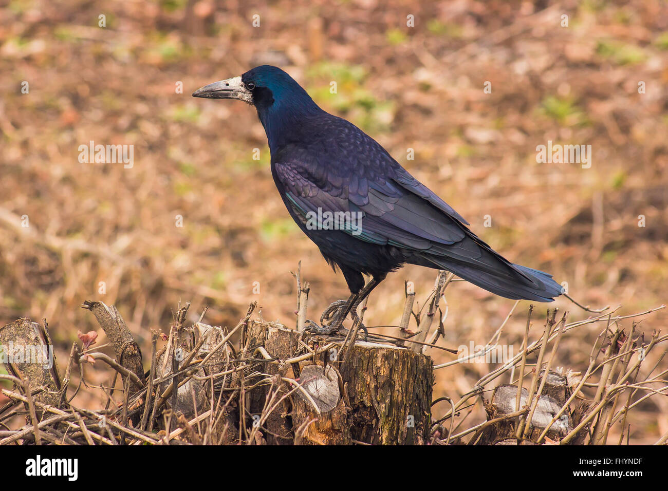 Old big beautiful raven stands on stump Stock Photo - Alamy