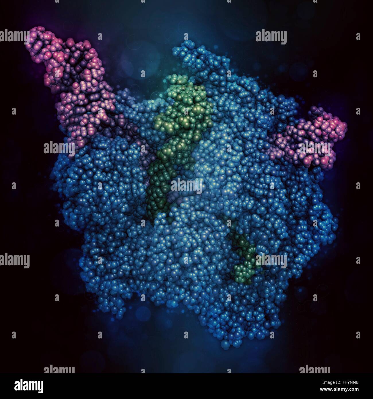 CRISPR-CAS9 gene editing complex from Streptococcus pyogenes The Cas9 ...
