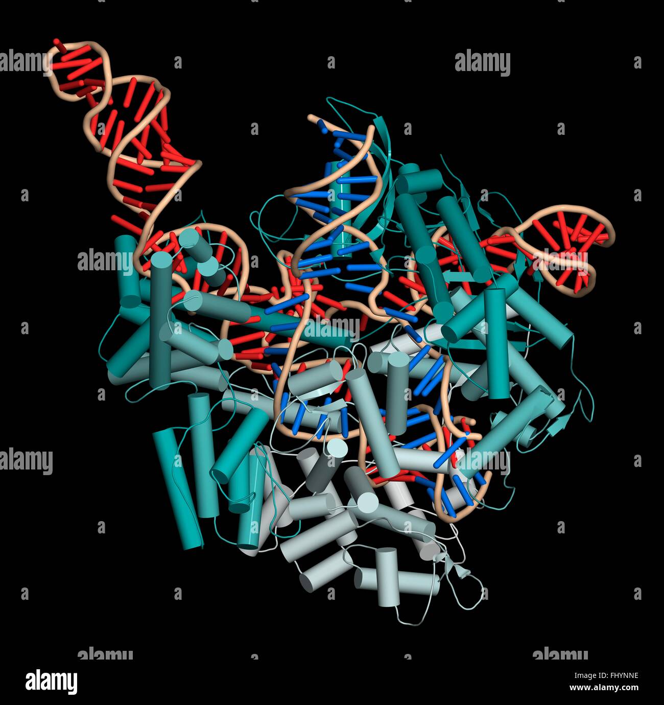 CRISPR-CAS9 gene editing complex from Streptococcus pyogenes The Cas9 ...