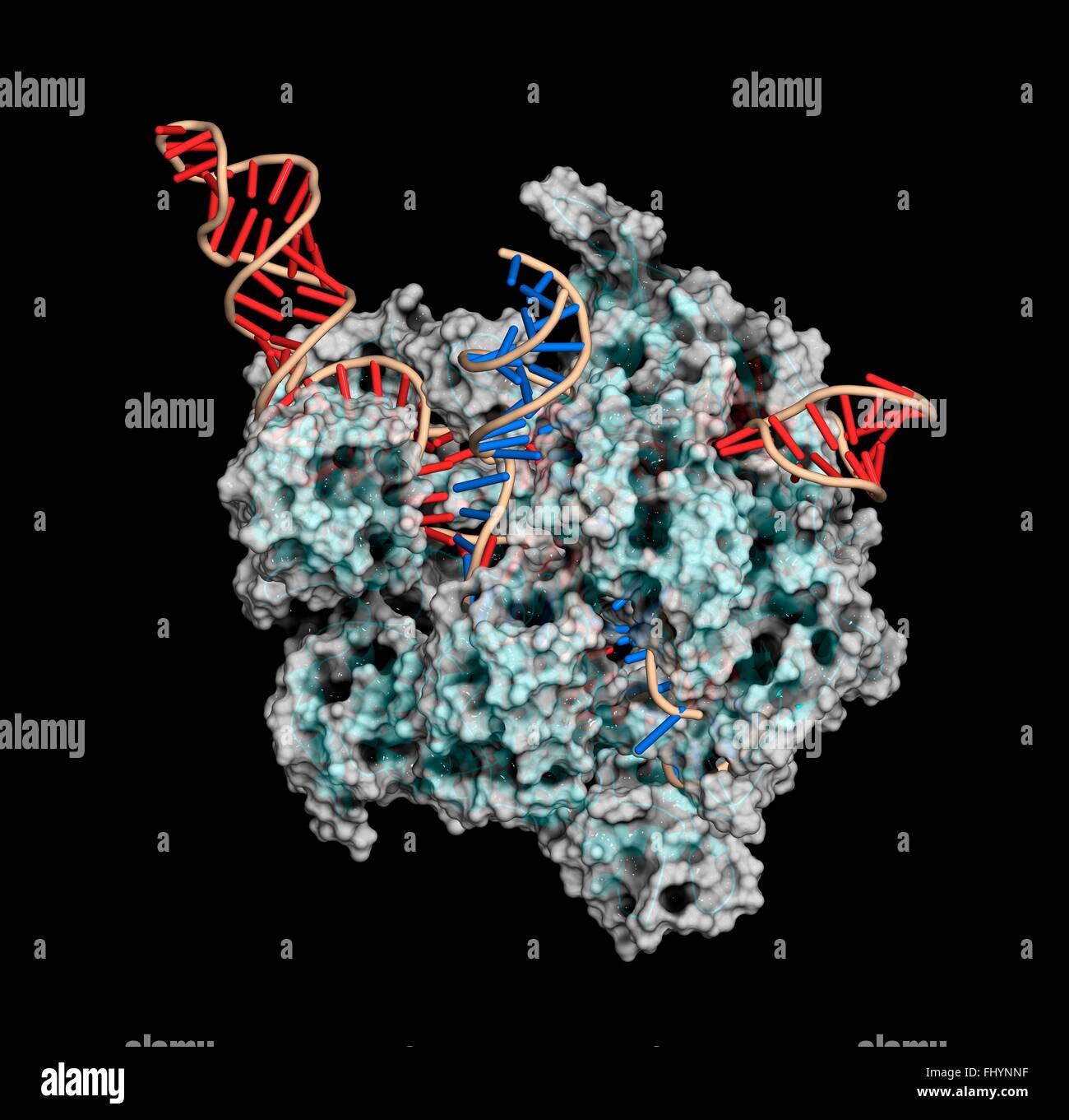 Cas9 rna guide complex hi-res stock photography and images - Alamy