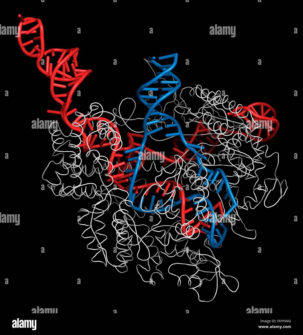 CRISPR-CAS9 gene editing complex from Streptococcus pyogenes The Cas9 ...