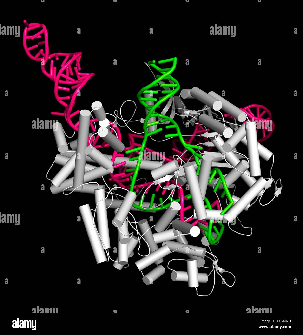 CRISPR-CAS9 gene editing complex from Streptococcus pyogenes The Cas9 ...