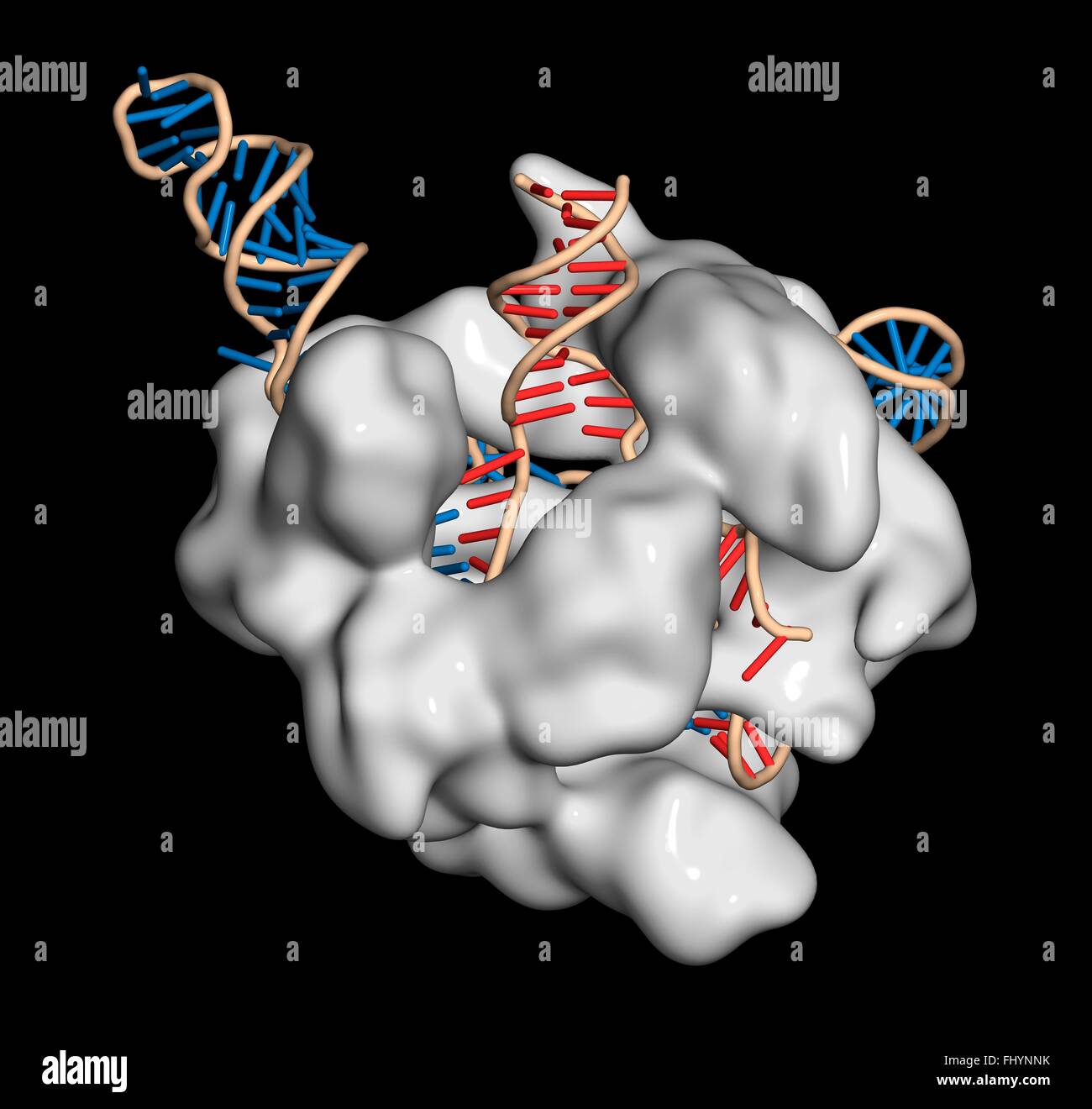 CRISPR-CAS9 gene editing complex from Streptococcus pyogenes The Cas9 ...