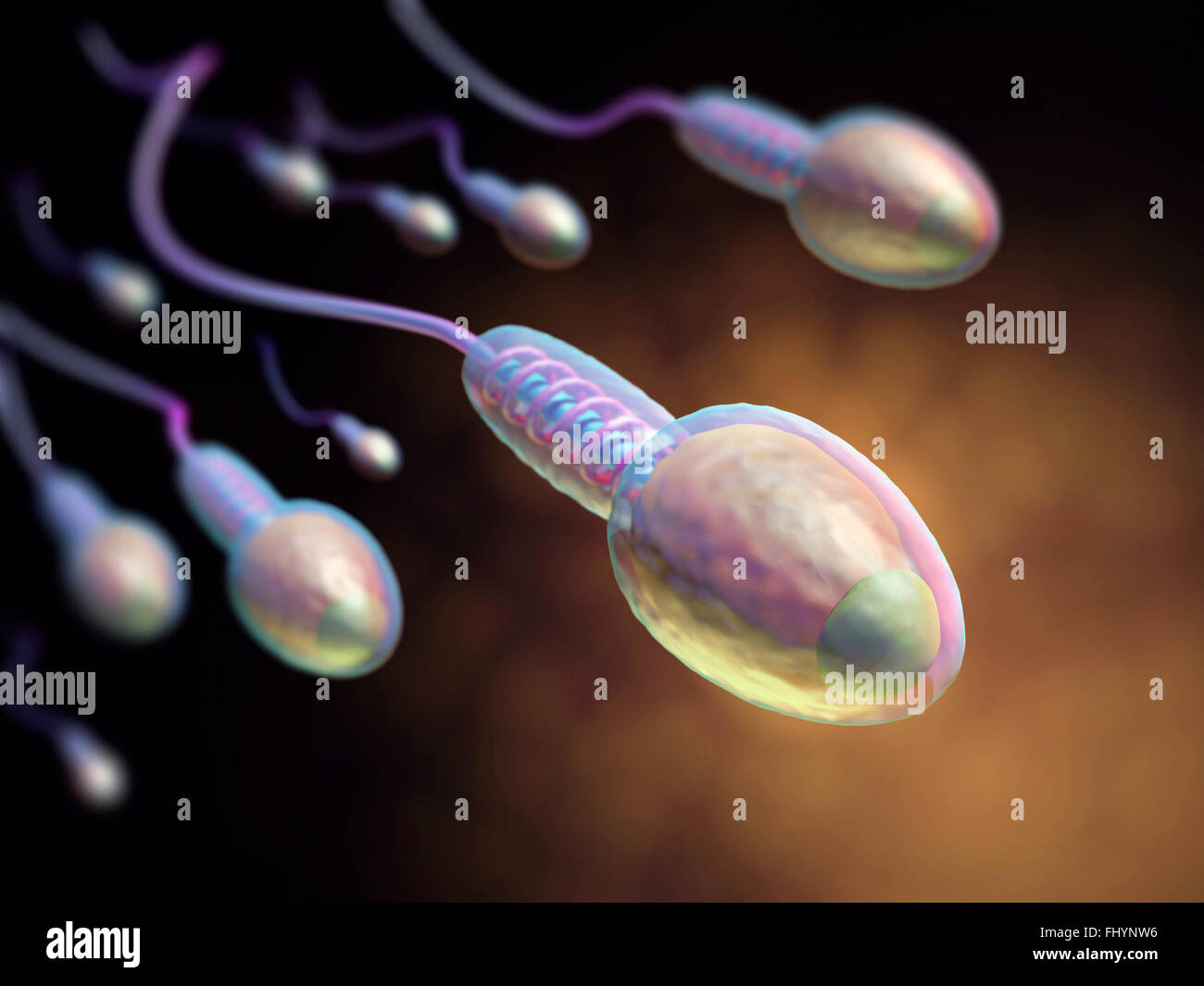 Human sperm, illustration Stock Photo - Alamy