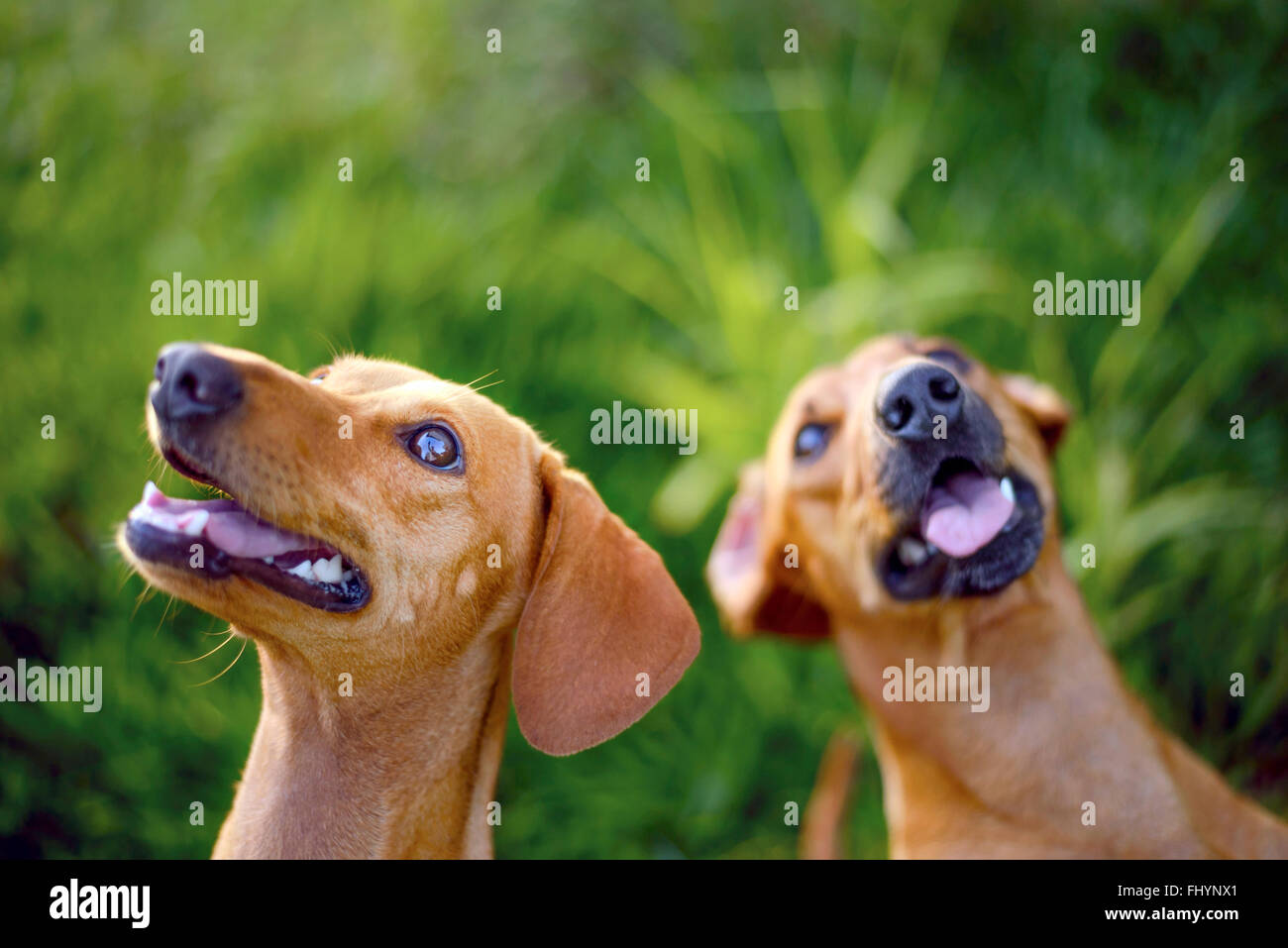 Portrait of two dogs looking away Stock Photo - Alamy