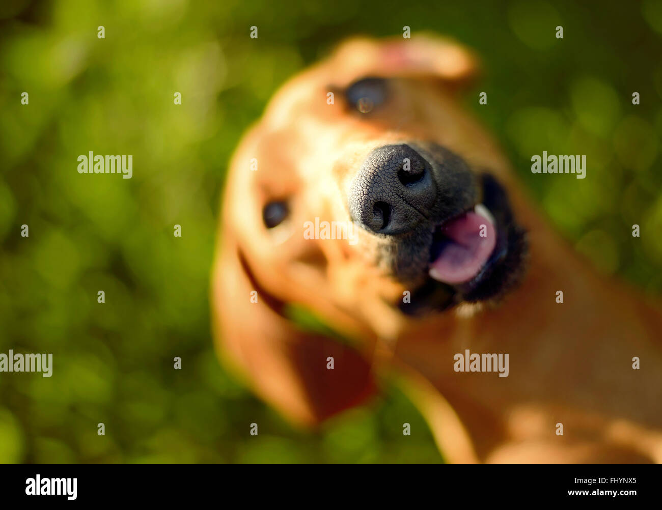 Portrait of dog looking up towards camera Stock Photo - Alamy