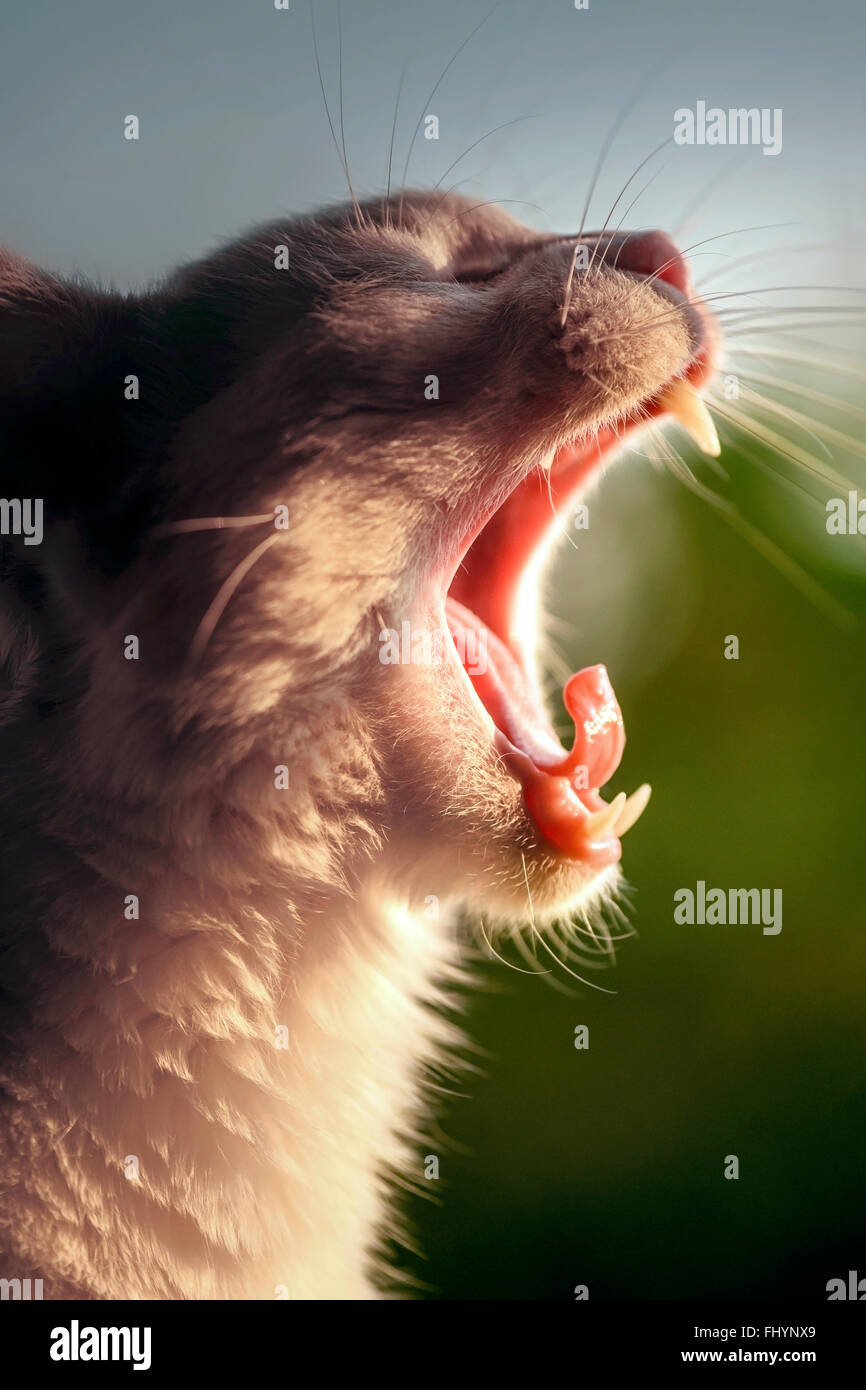 Cat Side Profile Yawning