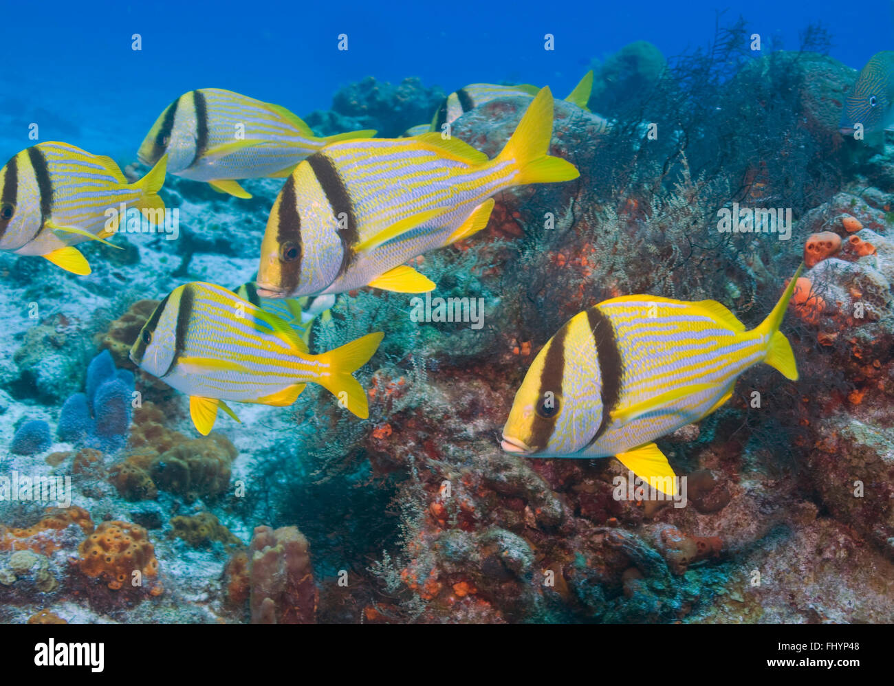 Coral island cozumel hi-res stock photography and images - Alamy
