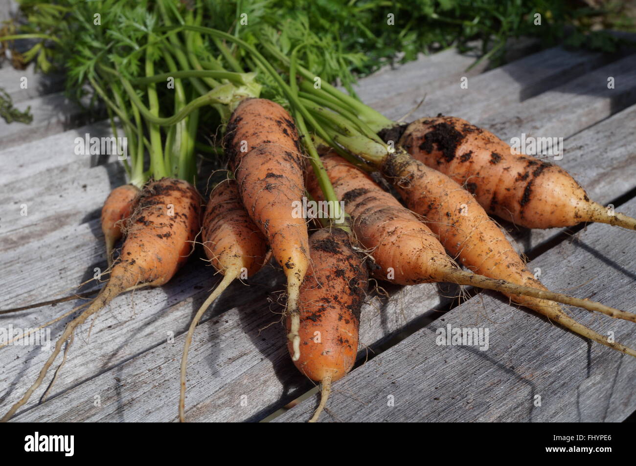 Bunch of freshly dug carrots covered with soil Stock Photo - Alamy
