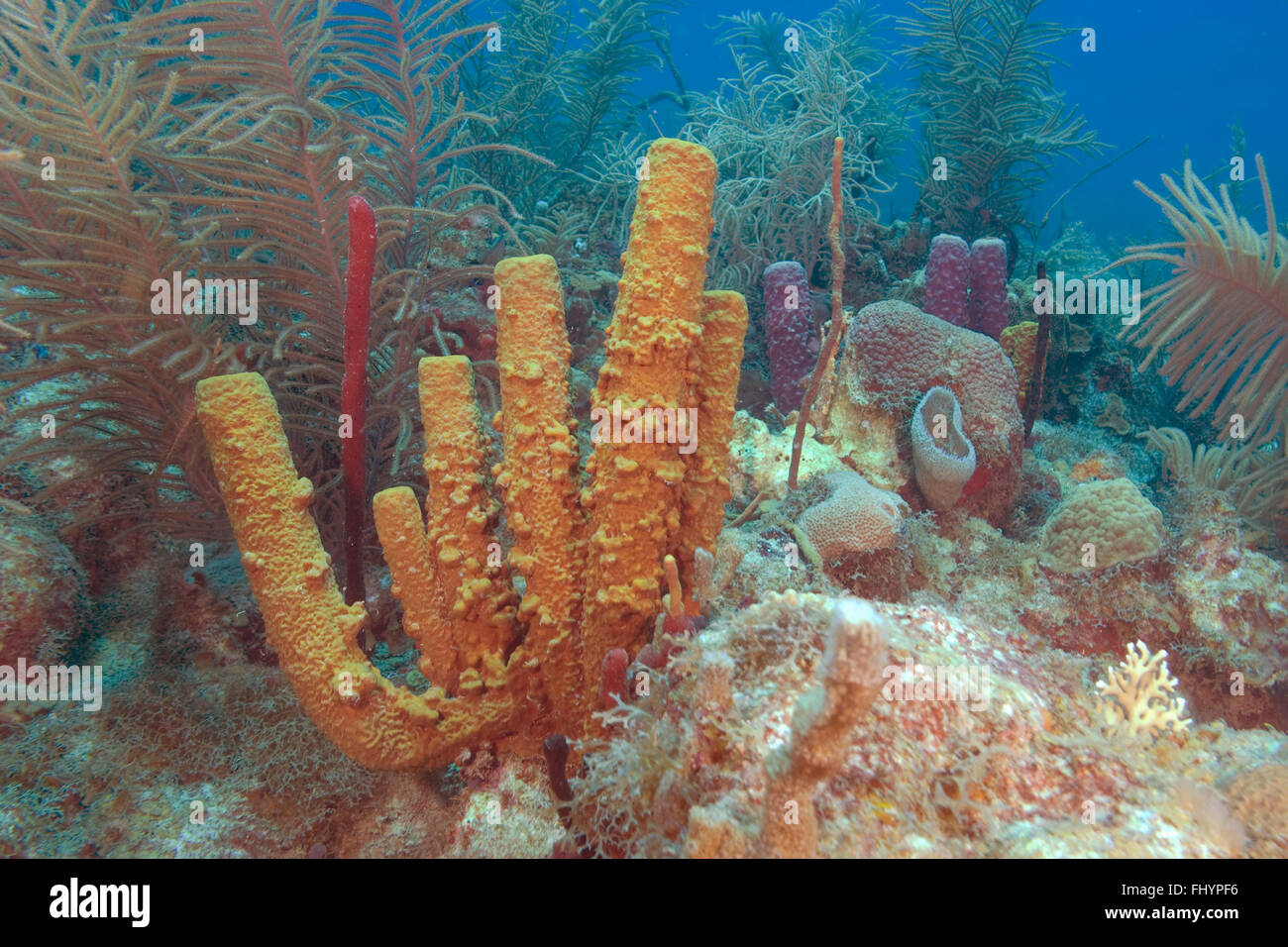 Tropical coral reef with sea sponge and sea fans Stock Photo - Alamy