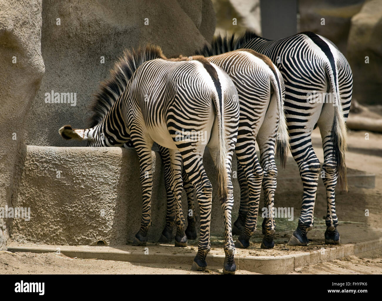 Three GREVYS ZEBRAS (Equis Grevyi) at the SAN DIEGO ZOO - CALIFORNIA ...