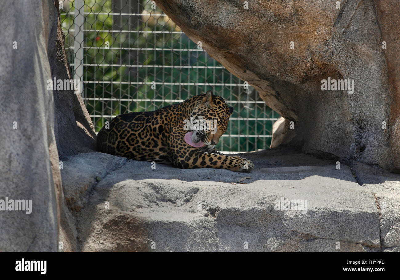 A LEOPARD (Panthera pardus) cleans itself at the SAN DIEGO ZOO ...