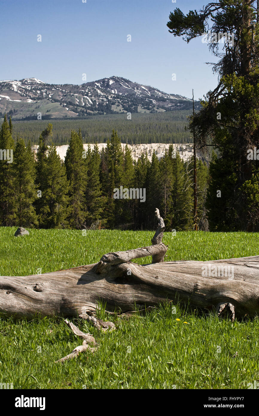 Fallen log and mountain landscape - YELLOWSTONE NATIONAL PARK, WYOMING ...