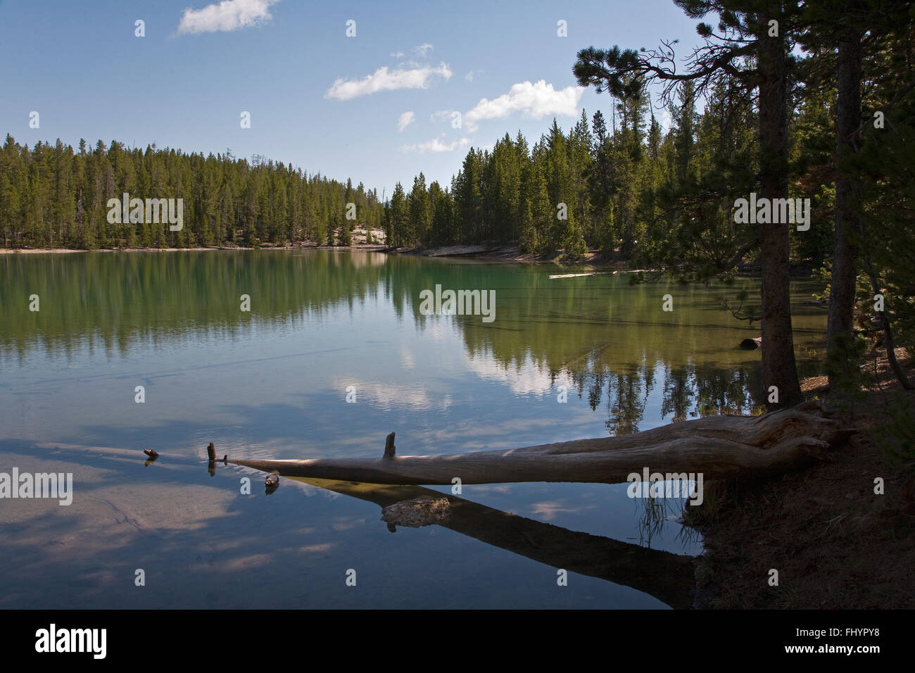 A LODGE POLE PINE FOREST is reflected in a small LAKE - YELLOWSTONE ...