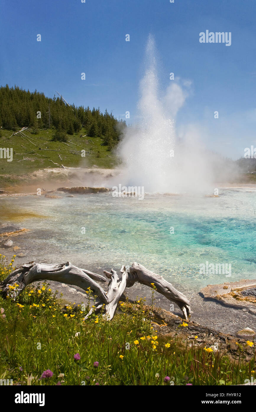 IMPERIAL GEYSER erupts into a small pool in the LOWER IMPERIAL BASIN ...