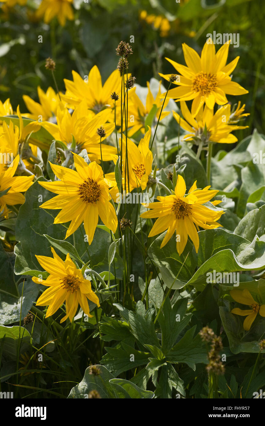 Montana yellowstone wildflowers hi-res stock photography and images - Alamy