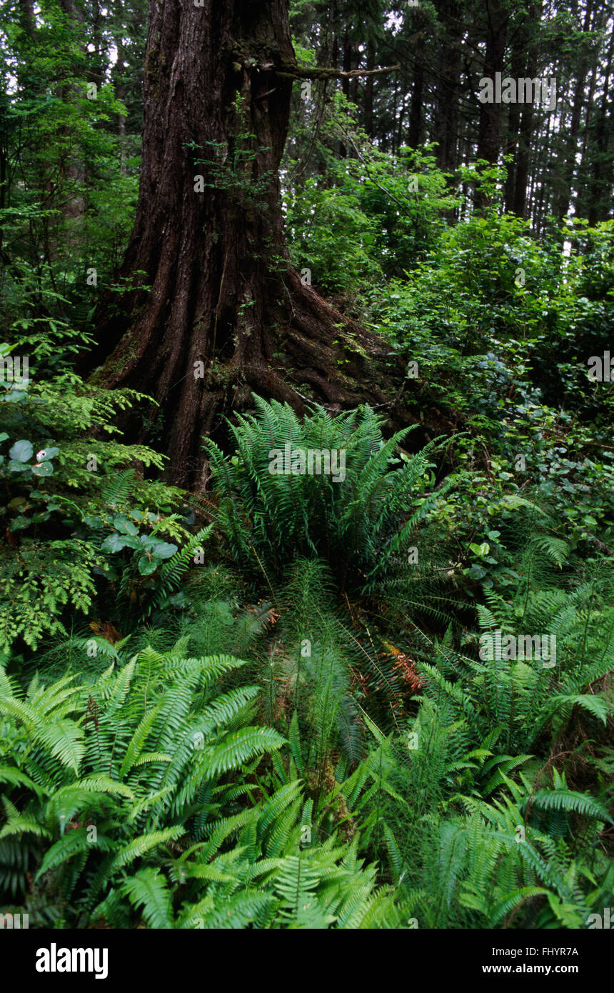 SWORD FERNS (POLYSTICHUM MUNITUM) flourish in the forest near SAND ...
