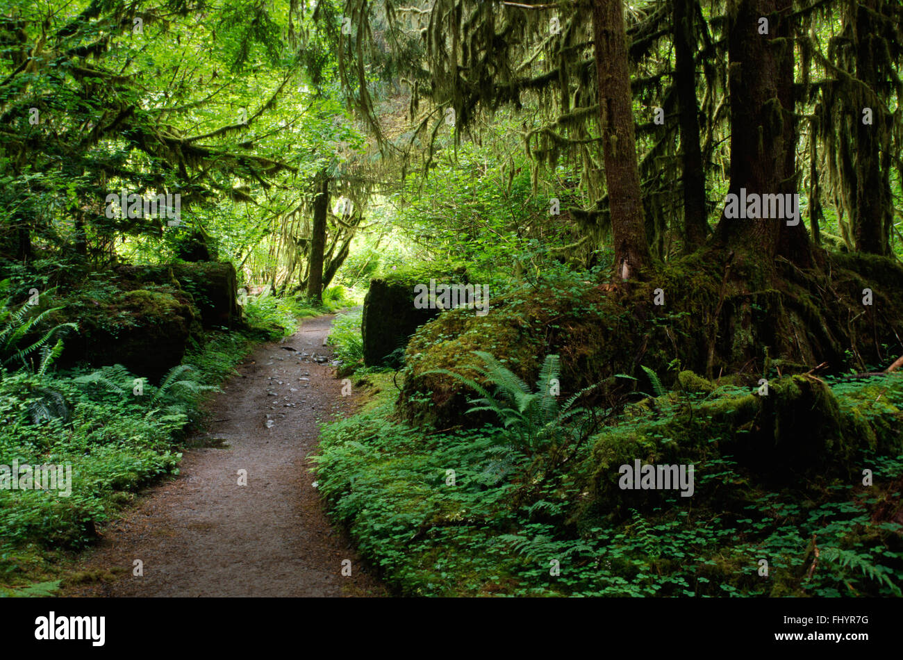 HALL OF MOSSES TRAIL in the HOH RAIN FOREST - OLYMPIC NATIONAL PARK ...