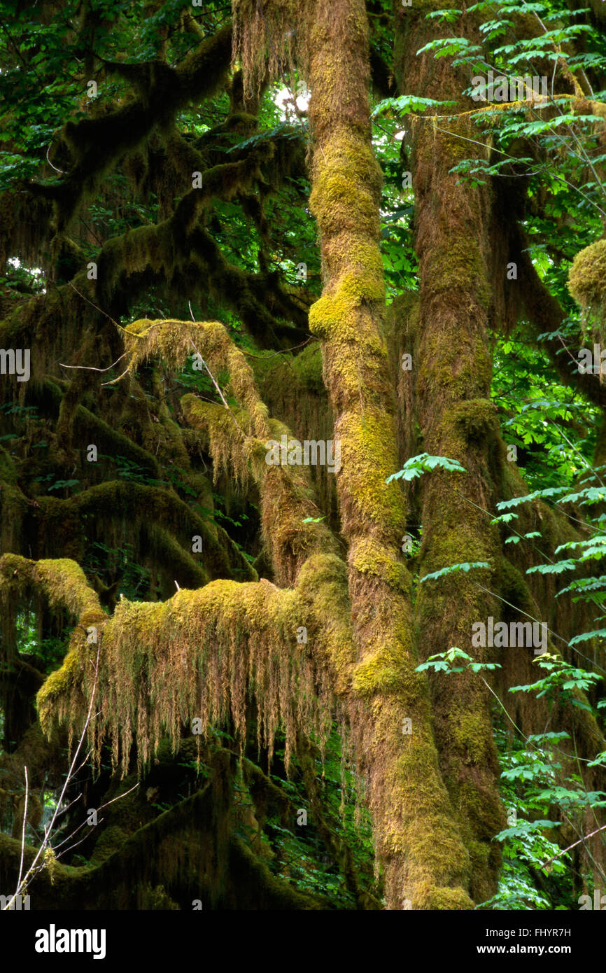 CLUB MOSS grows on giant MAPLE TREES along the HOH RIVER TRAIL in the ...