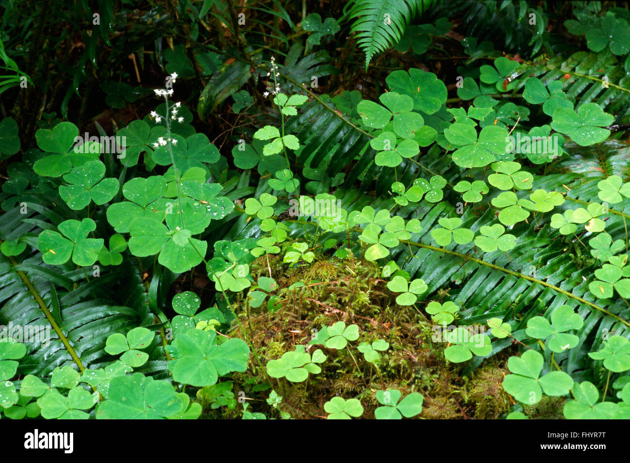 Woods clover hi-res stock photography and images - Alamy