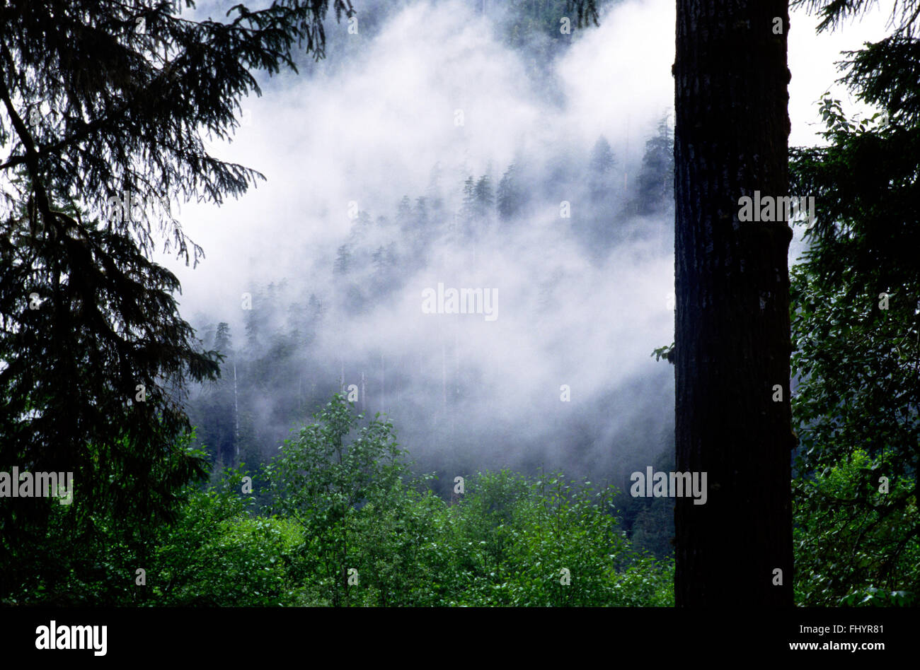 The HOH RAIN FOREST averages 240 inches of rain per year - OLYMPIC ...