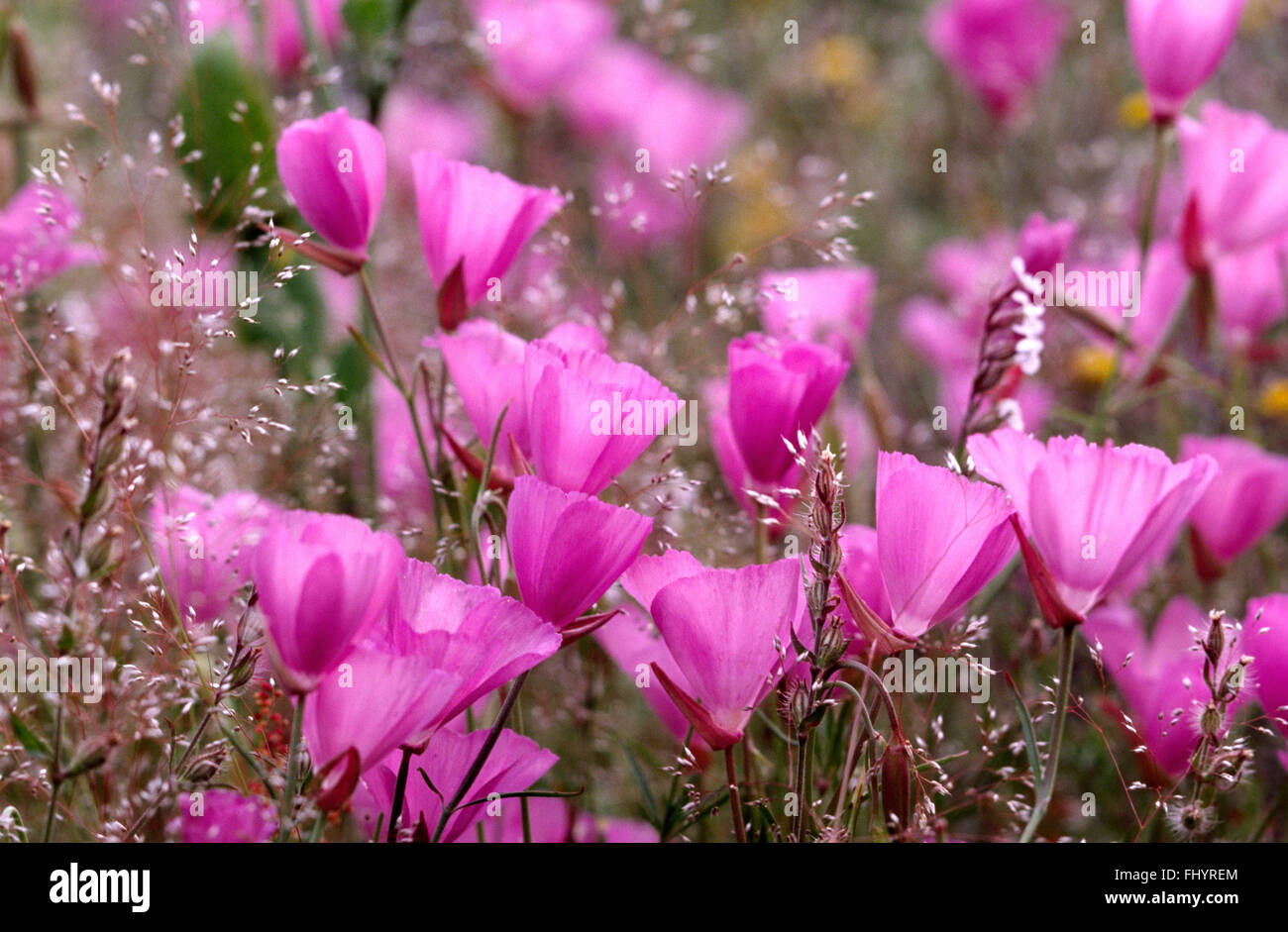 Pink CHECKER BLOOM (Sidalcea malvaeflora) - MONTEREY COUNTY, CALIFORNIA ...