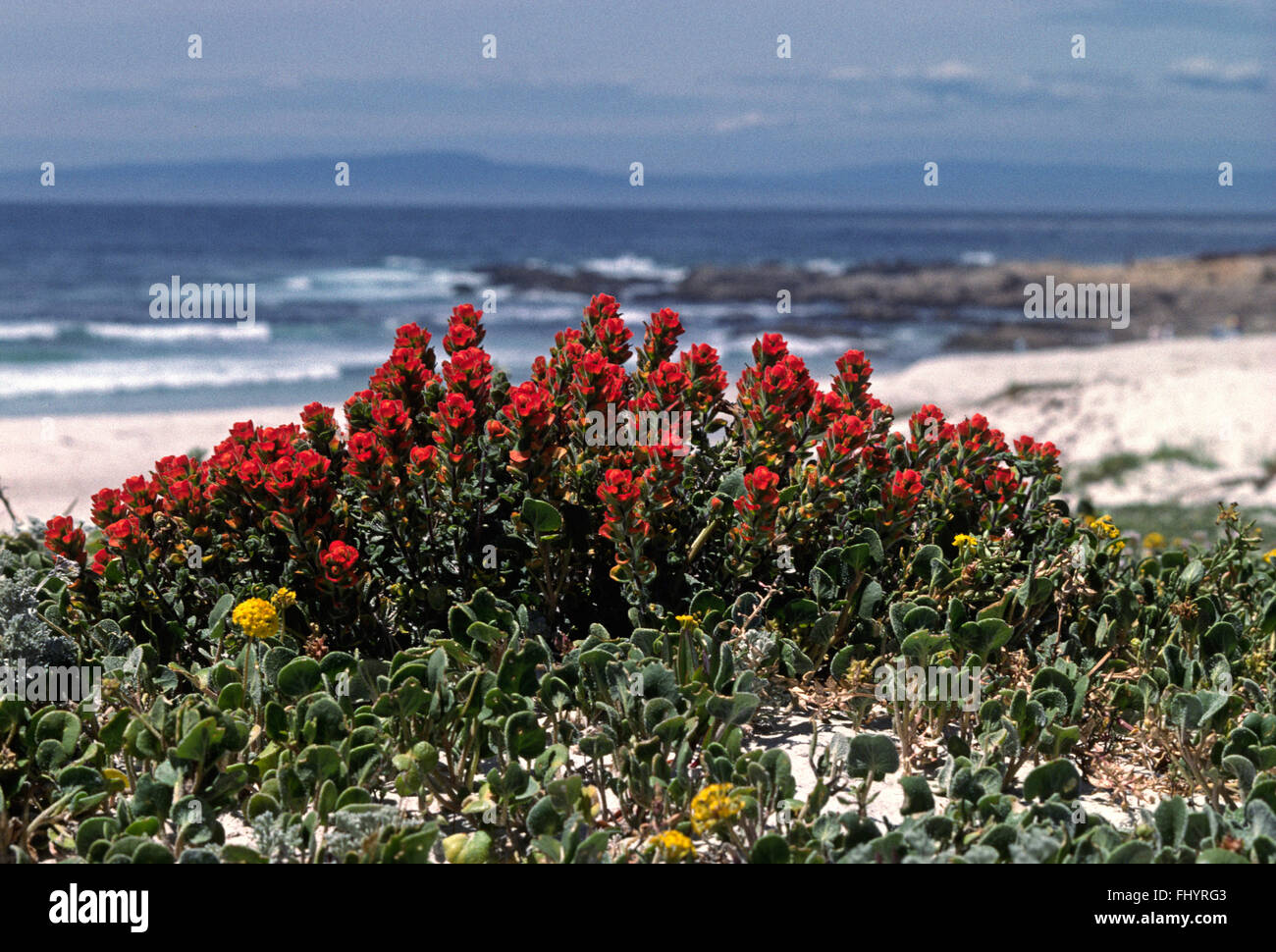 SEASIDE PAINTBRUSH (Castilleja latifolia) - MONTEREY, CALIFORNIA Stock ...
