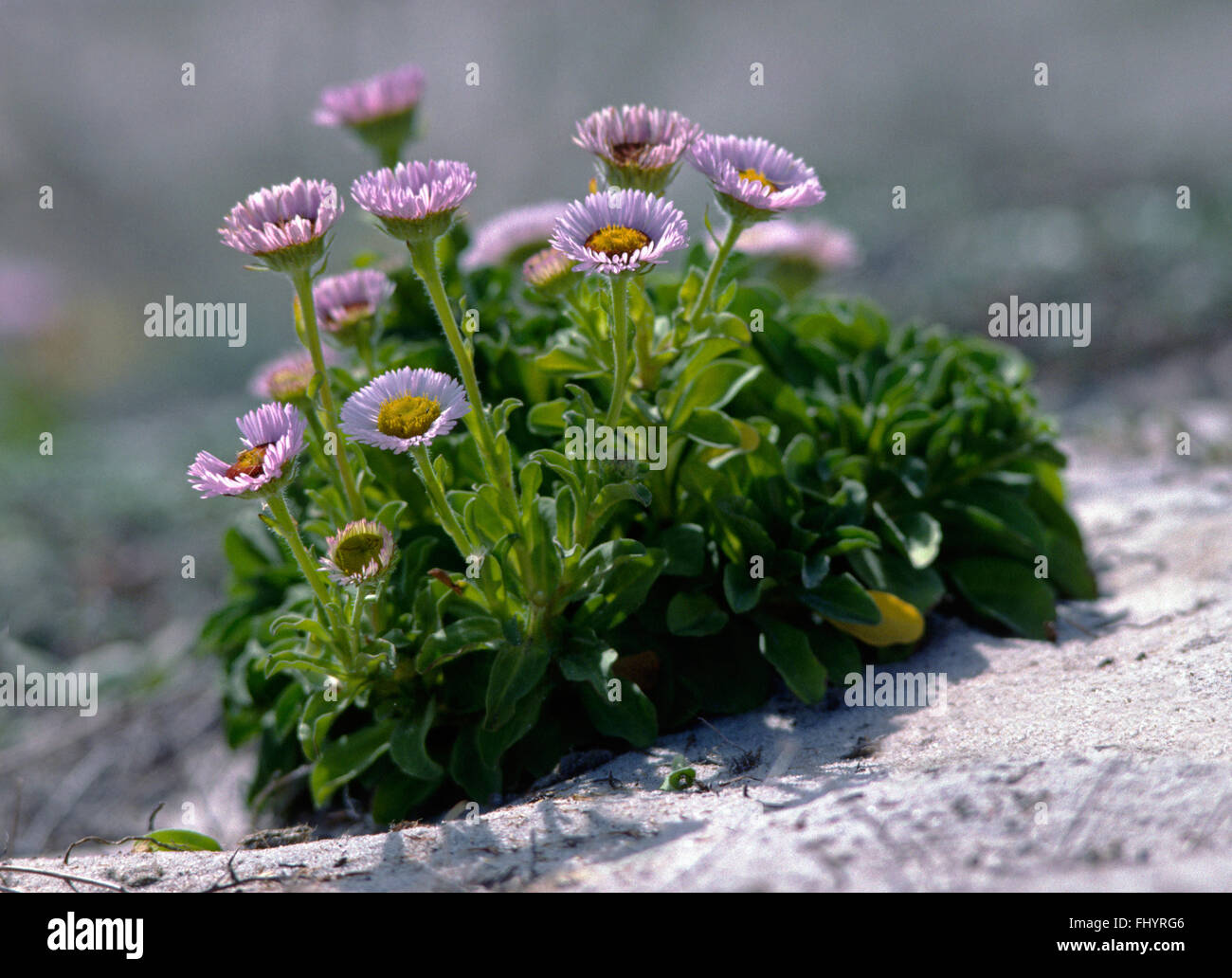 Seaside daisy hi-res stock photography and images - Alamy