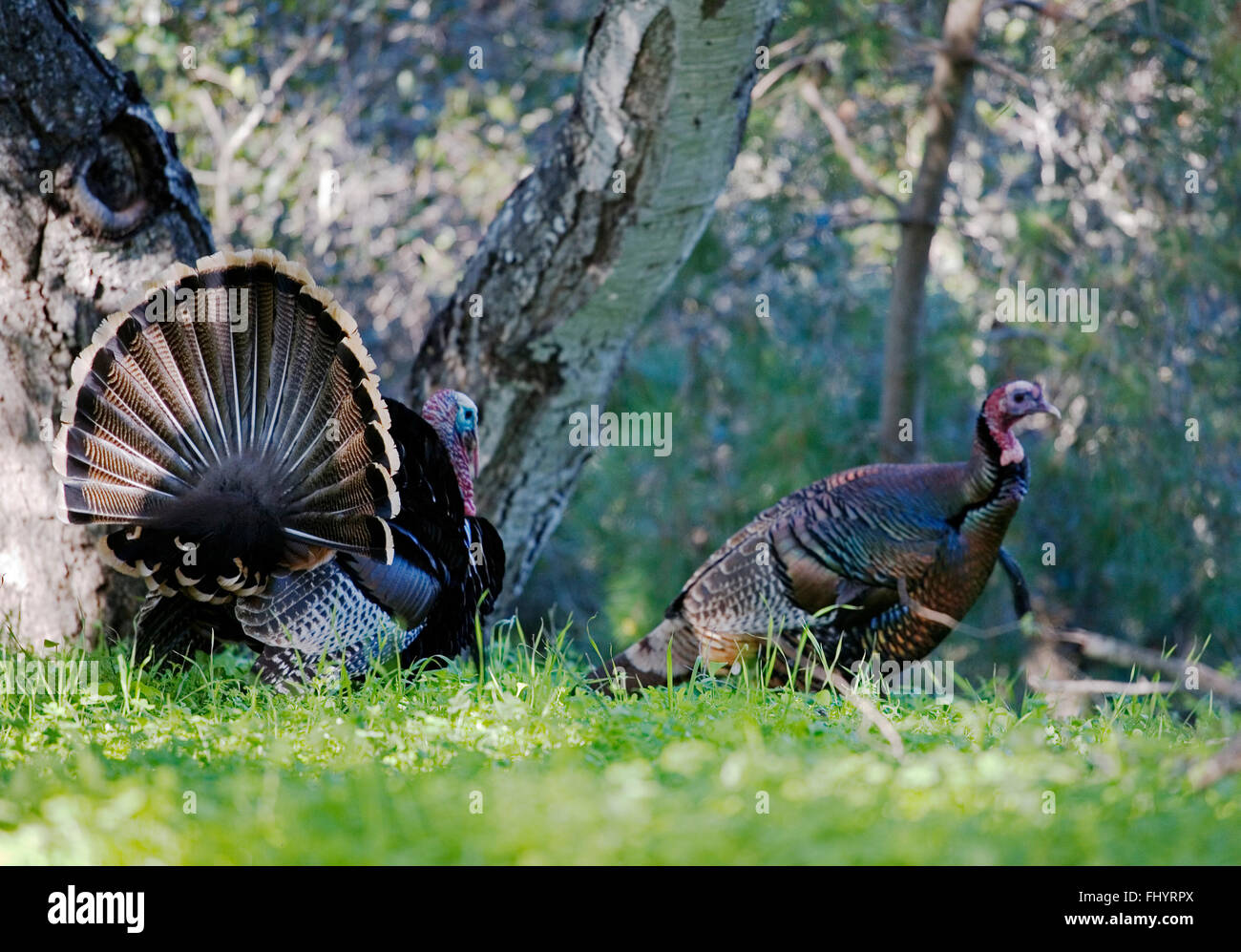 Mating displays hi-res stock photography and images - Alamy