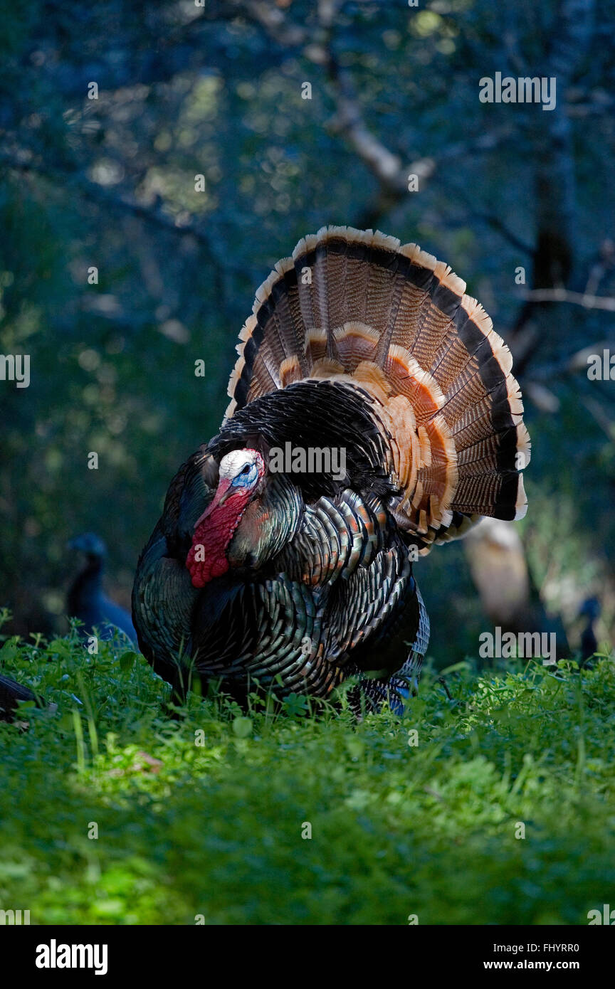 A WILD TURKEY (Meleagris gallopavo) gobbler displays his tail feathers ...