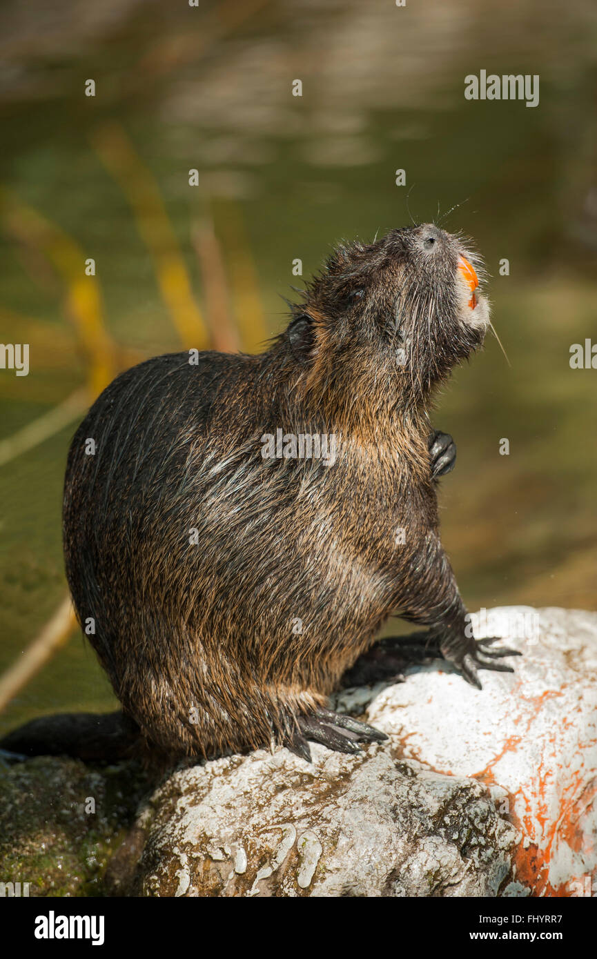 Beaver sitting on stone Stock Photo - Alamy