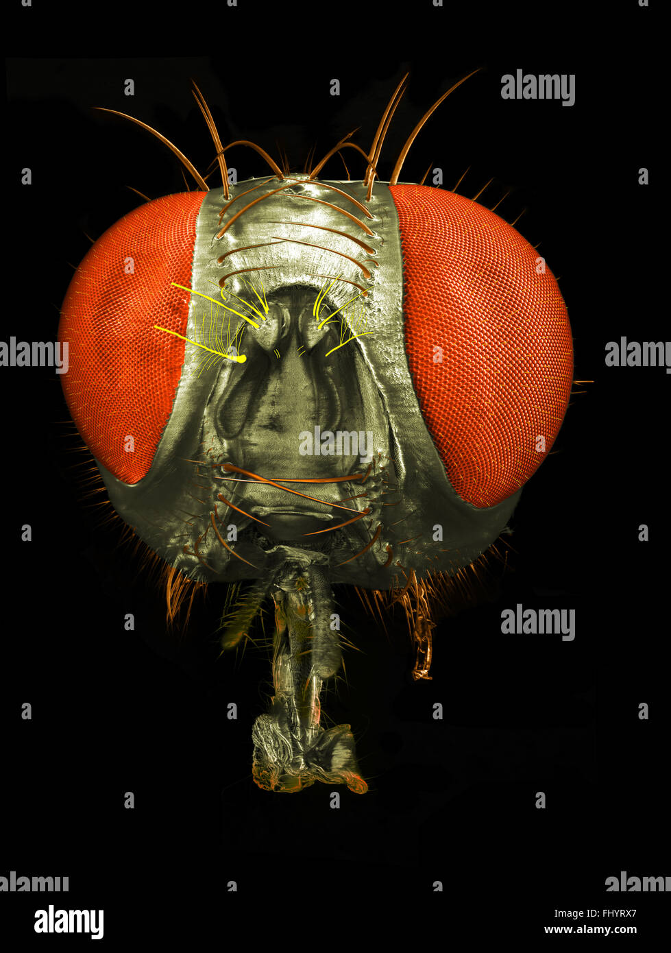 Portrait of a fly: correlative macro photography and scanning electron ...