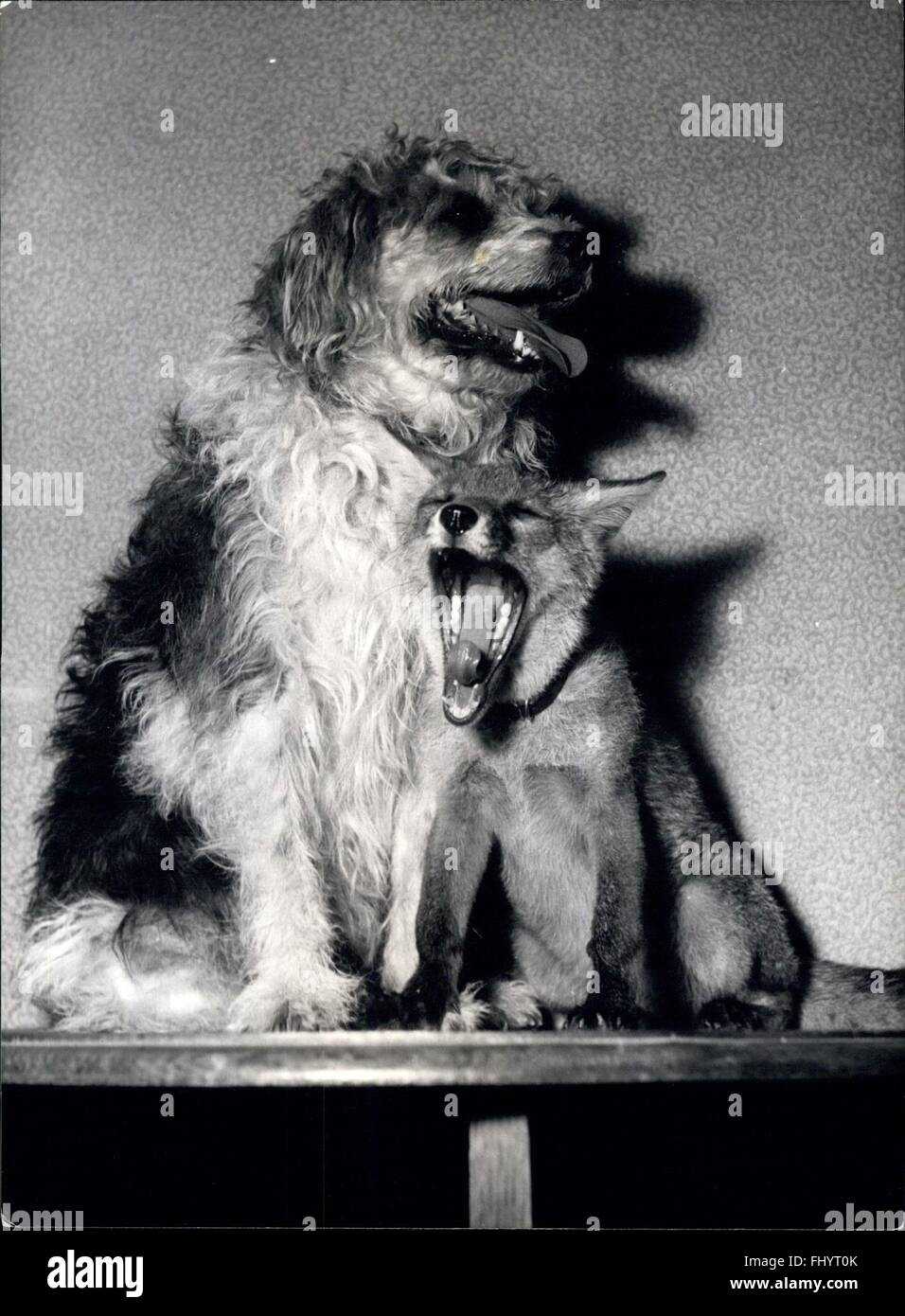 1967 - Enough to Make A little Dog Laugh - and a Fox Yawn.: Judy, the 6 ...