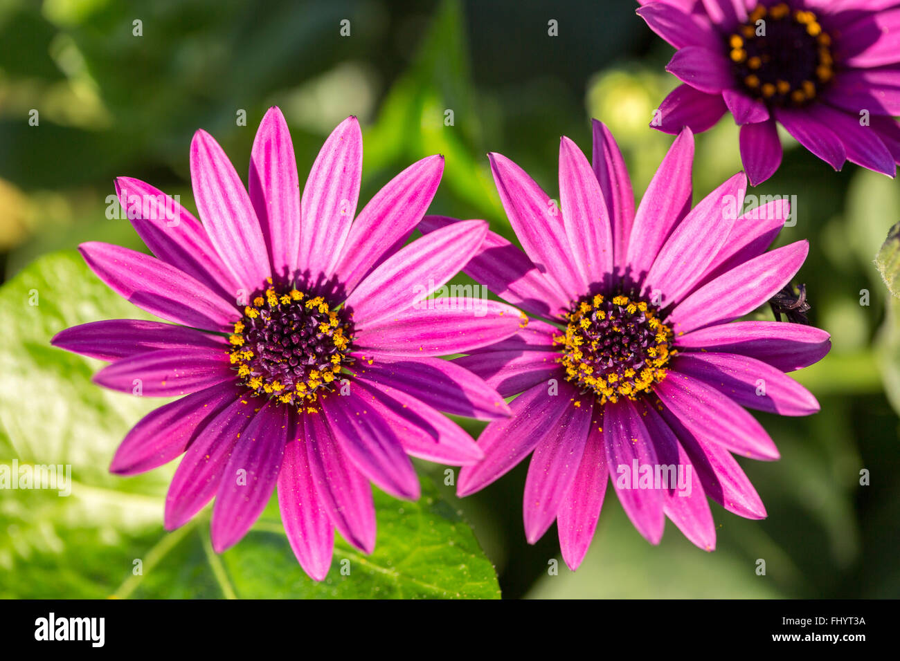 Michaelmas Daisy flowers Stock Photo - Alamy