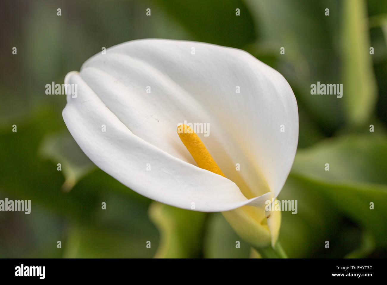Calla Lily (Arum-lily) inflorescence and spathe Stock Photo - Alamy