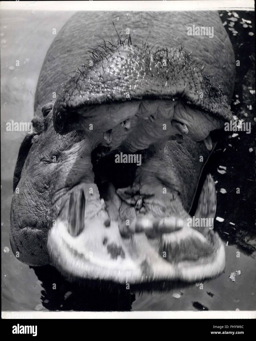 1971 - Teeth, Tusks, Tongue and Tonsils - one Hippo, ready for a snack ...