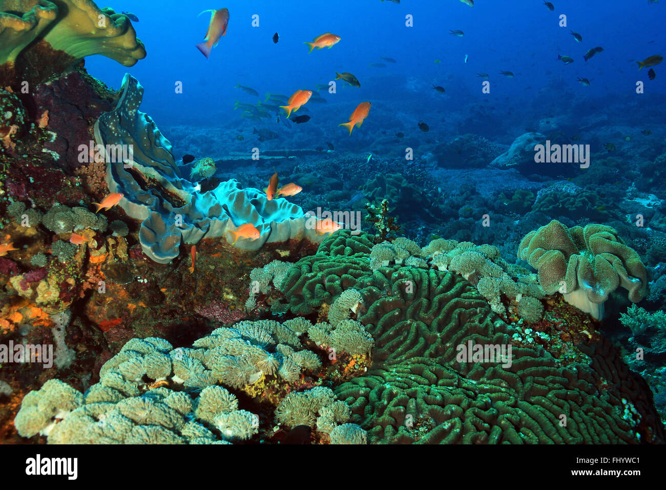 Colorful Coral Reef at Crystal Bay, Nusa Penida. Bali, Indonesia Stock ...