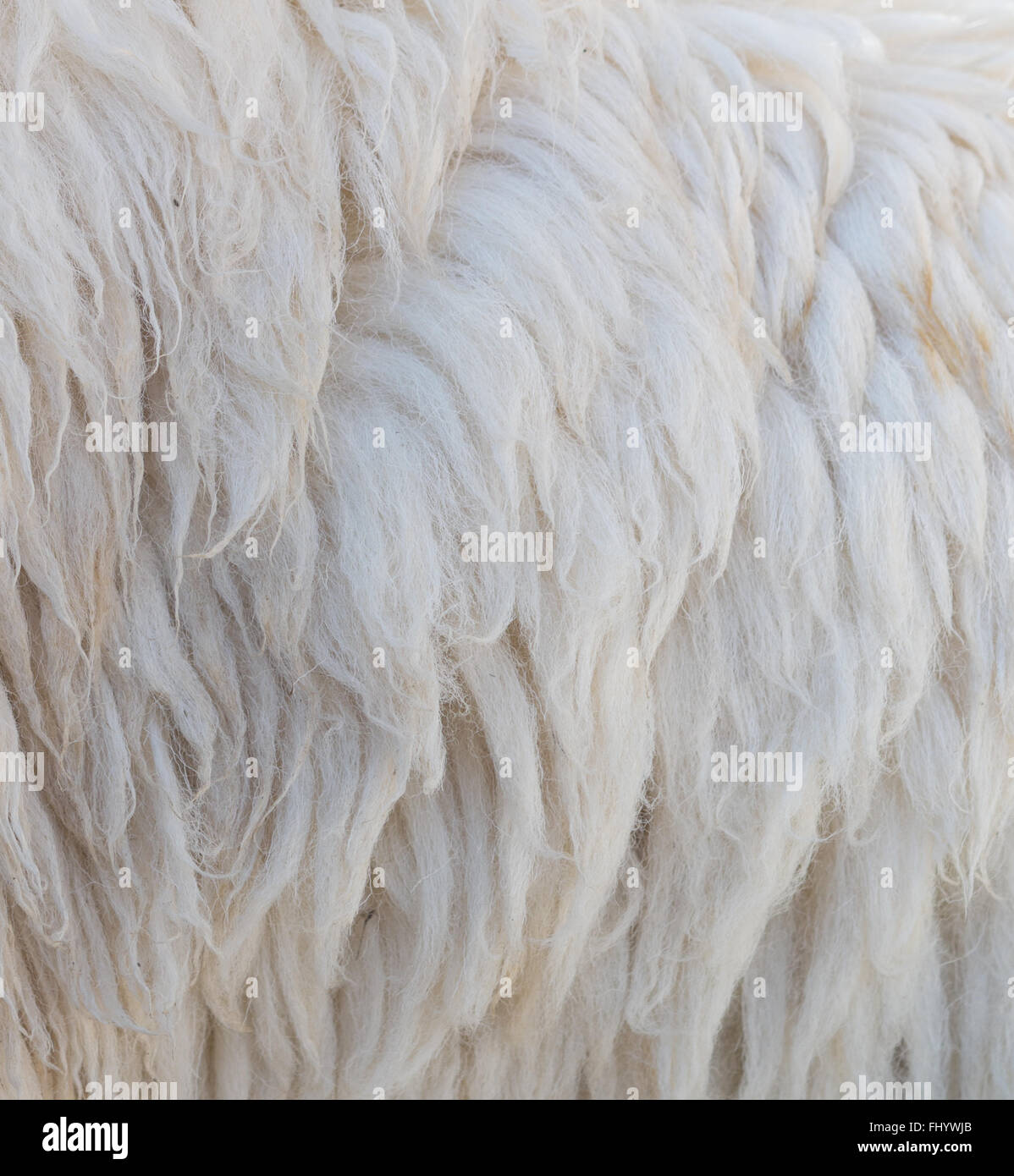 Sheep sweater hi-res stock photography and images - Alamy