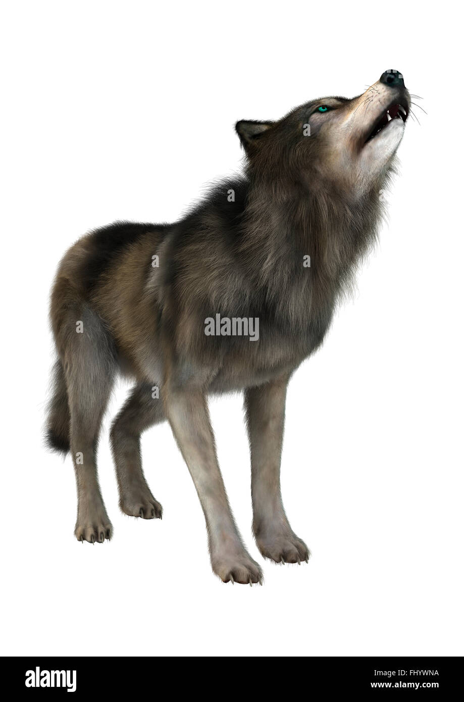 3D digital render of a wild wolf howling isolated on white background ...