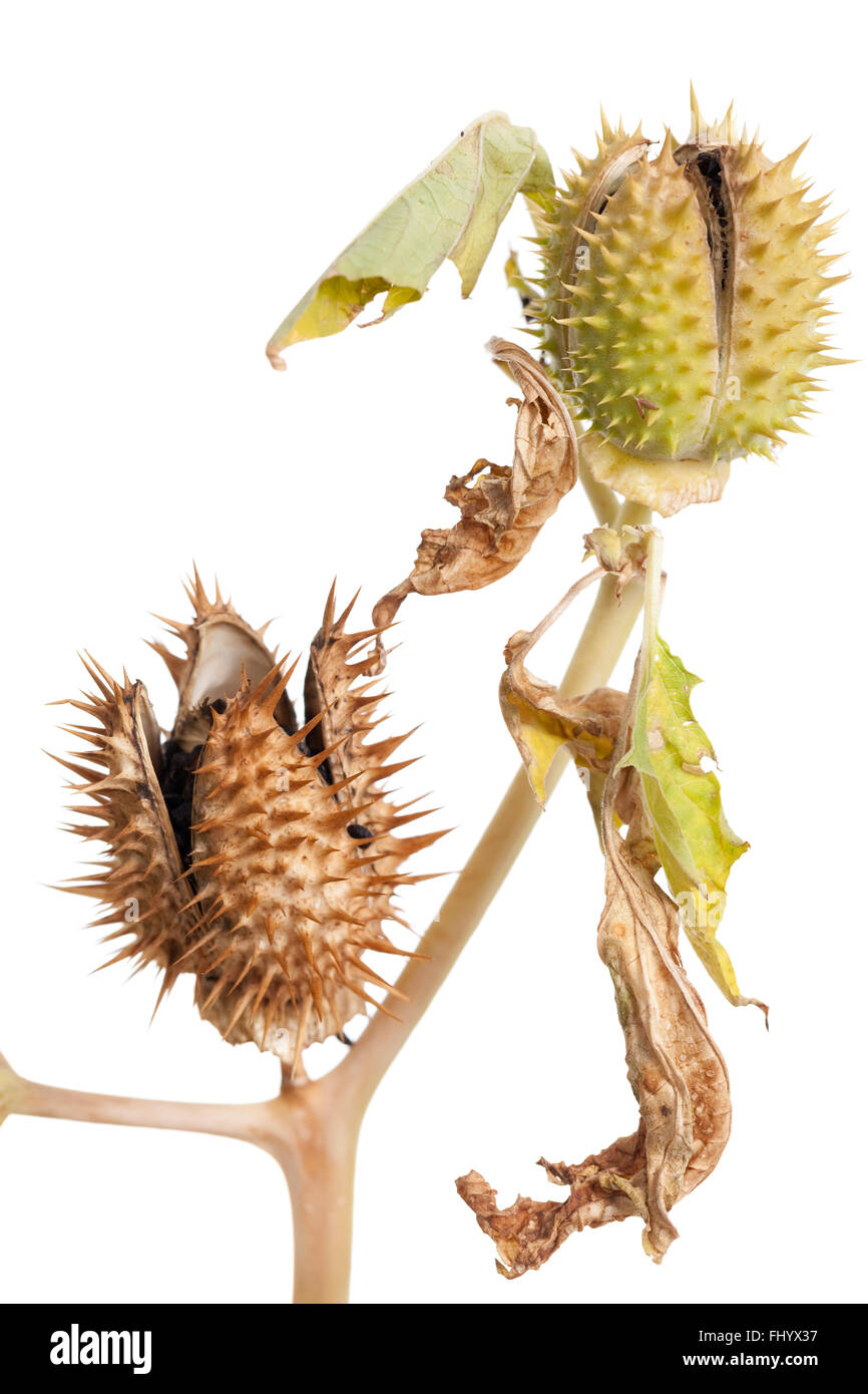 Jimson weed poisonous hi-res stock photography and images - Alamy