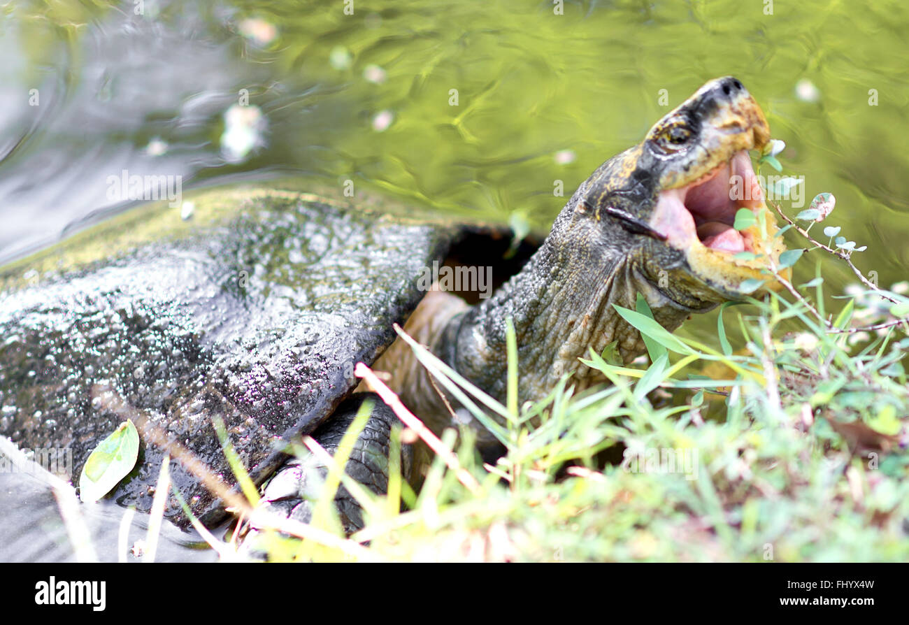 Crawl in water hi-res stock photography and images - Alamy
